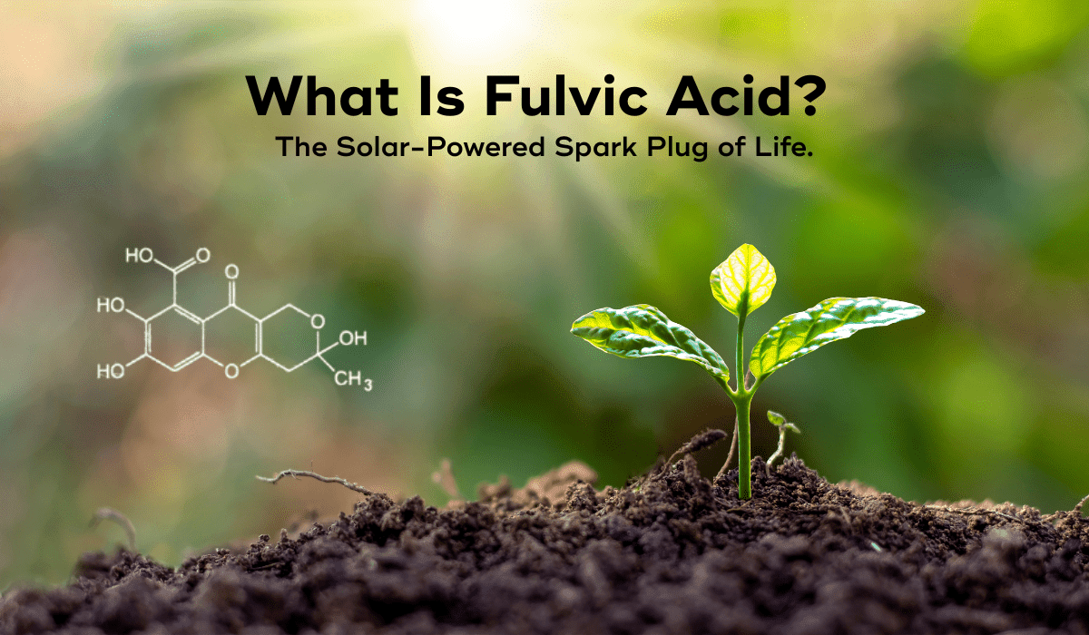 What is Fulvic Acid? Learn how it transfers solar power to you. – Akamai