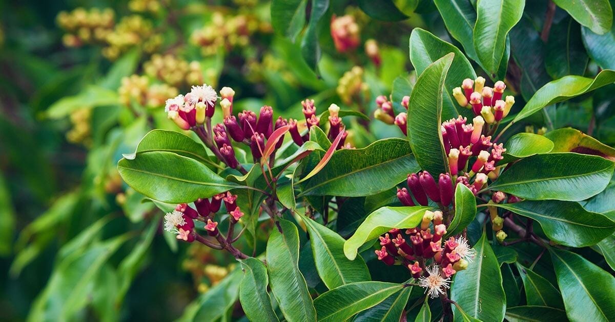 The superpowers of clove for healthy teeth & gums – Akamai